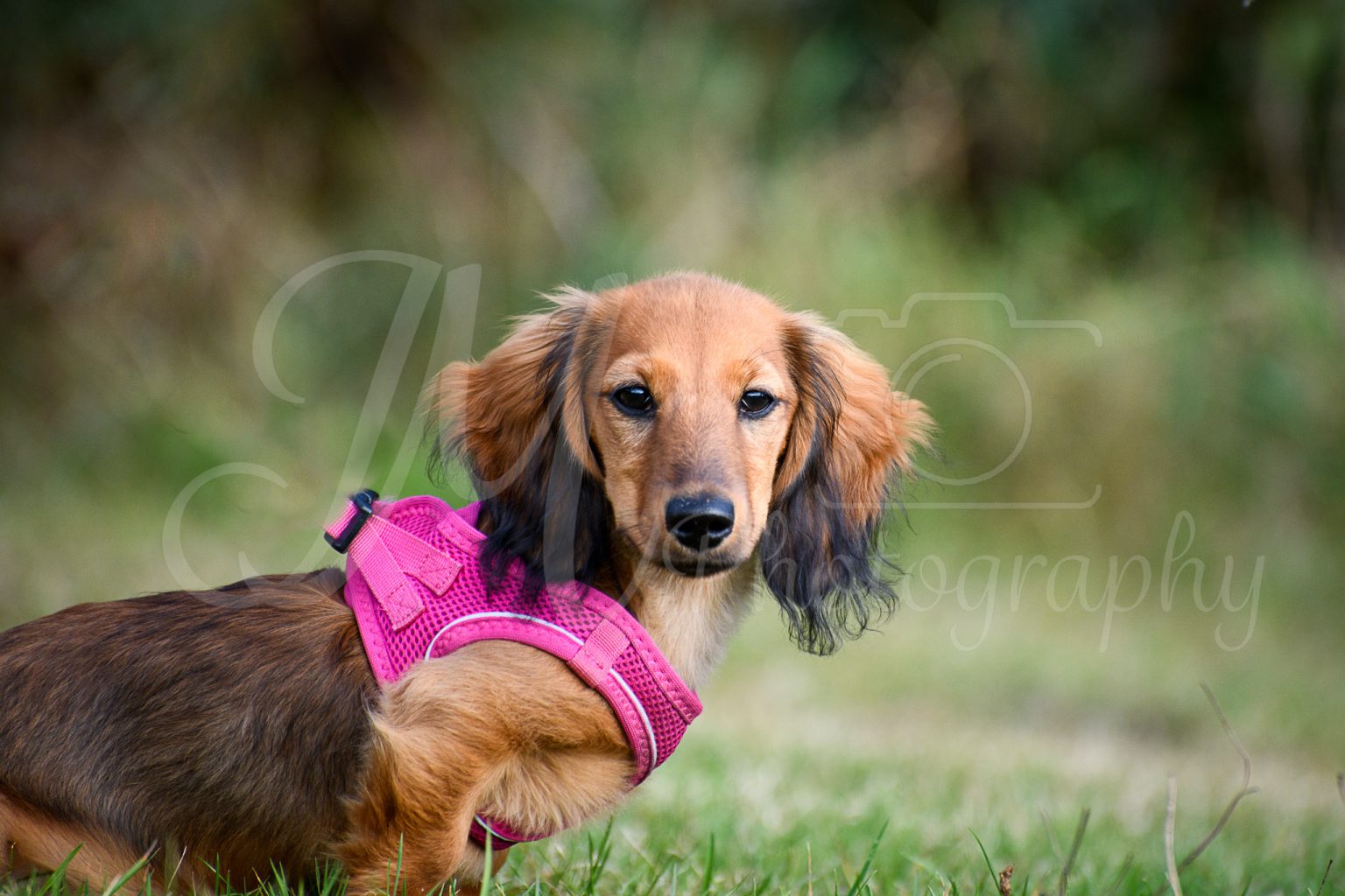 K9 Lifestyles - Dachshund Man-trailing intro. - JM PHOTOGRAPHY