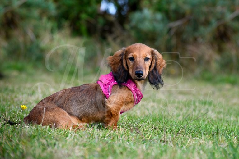 K9 Lifestyles - Dachshund Man-trailing intro. - JM PHOTOGRAPHY